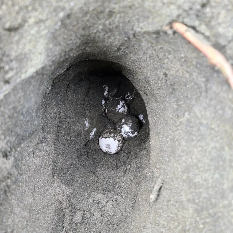 Sloth Versus Sea Turtles — The Sloth Conservation Foundation