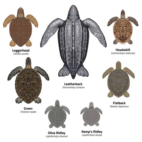 Sloth Versus Sea Turtles — The Sloth Conservation Foundation