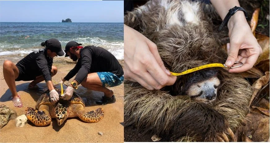 Sloth Versus Sea Turtles — The Sloth Conservation Foundation