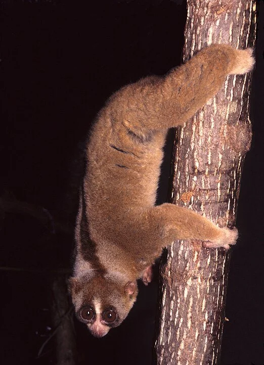 Sloth Versus Slow Loris — The Sloth Conservation Foundation
