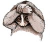 Sloth Versus Slow Loris — The Sloth Conservation Foundation