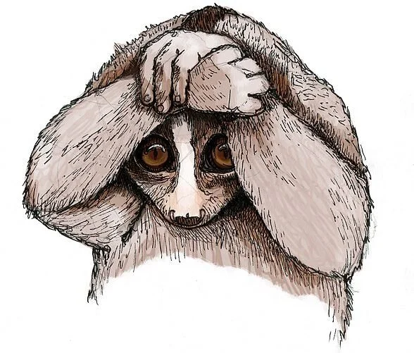Sloth Versus Slow Loris — The Sloth Conservation Foundation