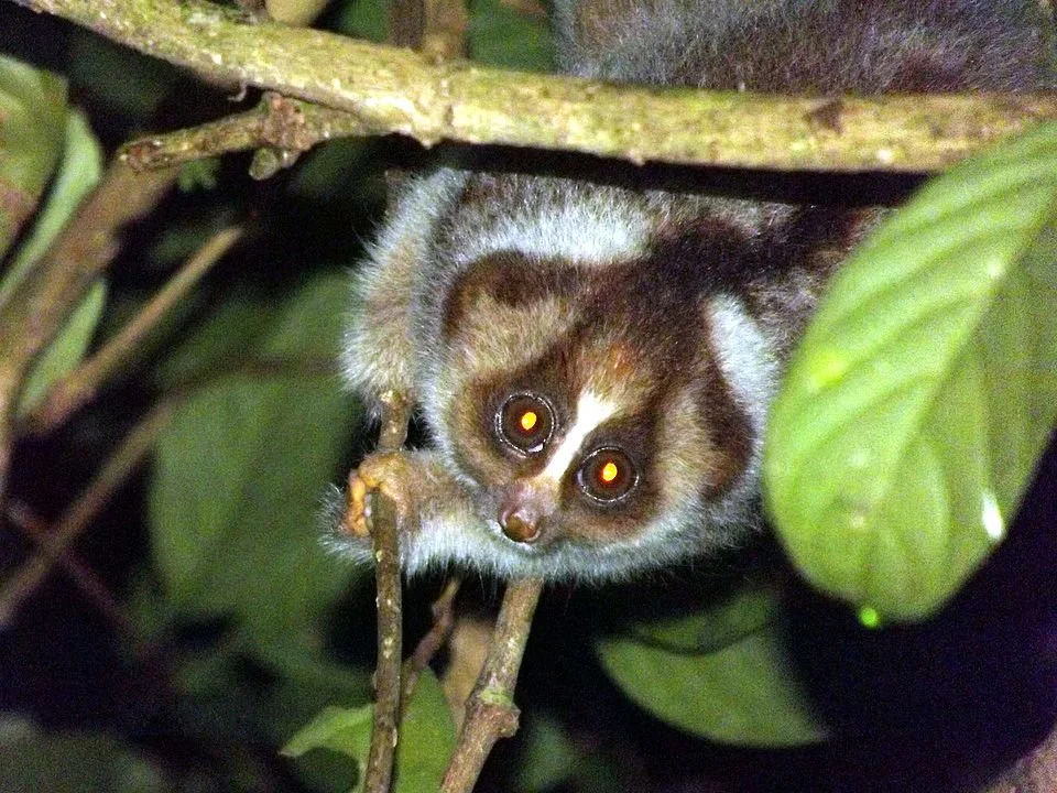 Sloth Versus Slow Loris — The Sloth Conservation Foundation