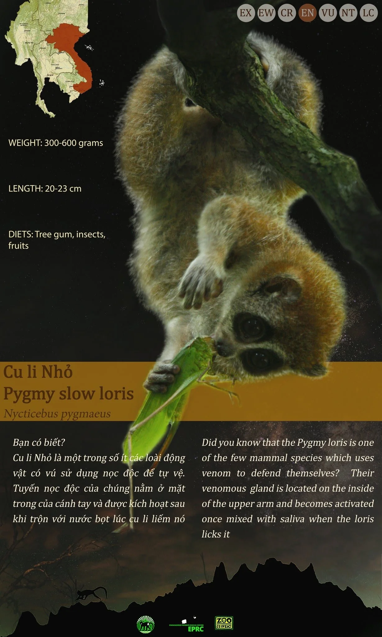 Sloth Versus Slow Loris — The Sloth Conservation Foundation