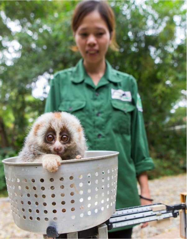 Sloth Versus Slow Loris — The Sloth Conservation Foundation