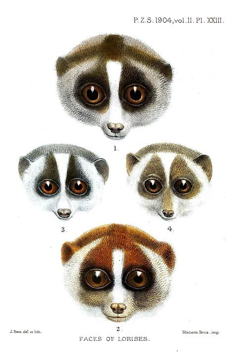 Sloth Versus Slow Loris — The Sloth Conservation Foundation