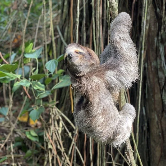 Sloth Versus Howler Monkey — The Sloth Conservation Foundation