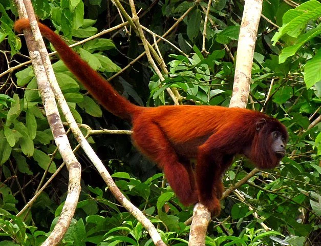 Sloth Versus Howler Monkey — The Sloth Conservation Foundation