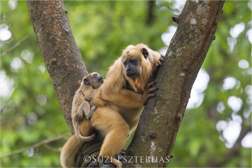 Sloth Versus Howler Monkey — The Sloth Conservation Foundation
