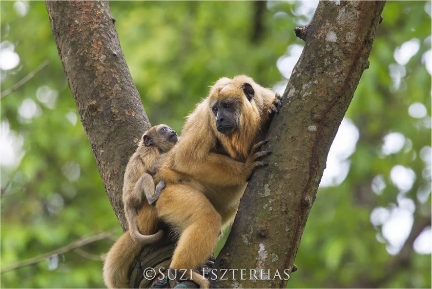 Sloth Versus Howler Monkey — The Sloth Conservation Foundation