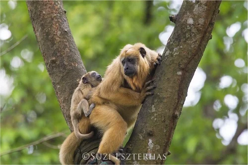 Sloth Versus Howler Monkey — The Sloth Conservation Foundation