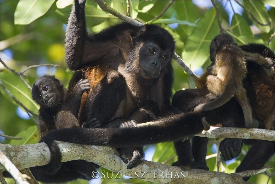 Sloth Versus Howler Monkey — The Sloth Conservation Foundation
