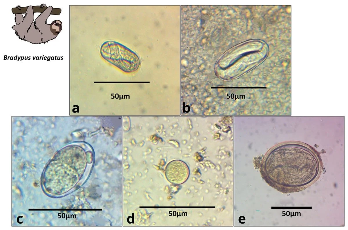 2025 | Gastrointestinal Parasites in Wild Sloths — The Sloth ...
