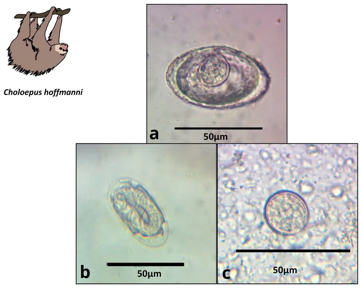 2025 | Gastrointestinal Parasites in Wild Sloths — The Sloth ...
