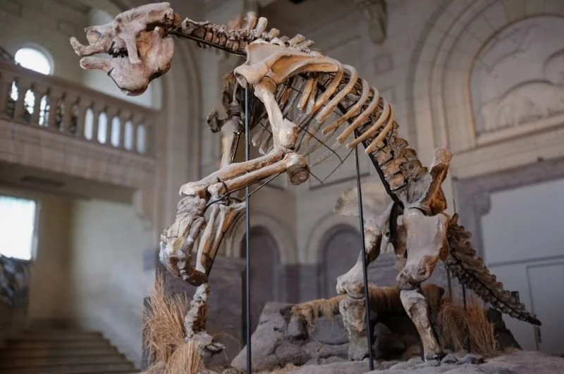 The Rise and Fall of the Giant Sloths — The Sloth Conservation Foundation