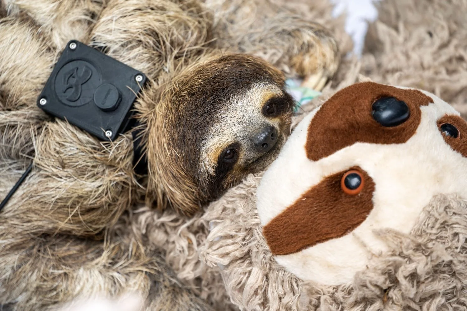Sloth Science & Research | Join Conservation Efforts Today — The Sloth ...