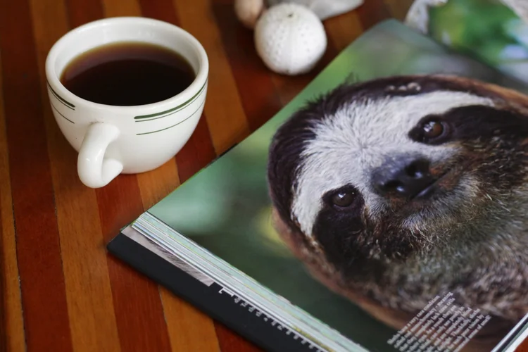 The SlothOpedia | Discover & Support Sloth Conservation — The Sloth ...