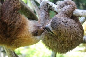 Why Sloths? | Support Sloth Conservation Today — The Sloth Conservation ...