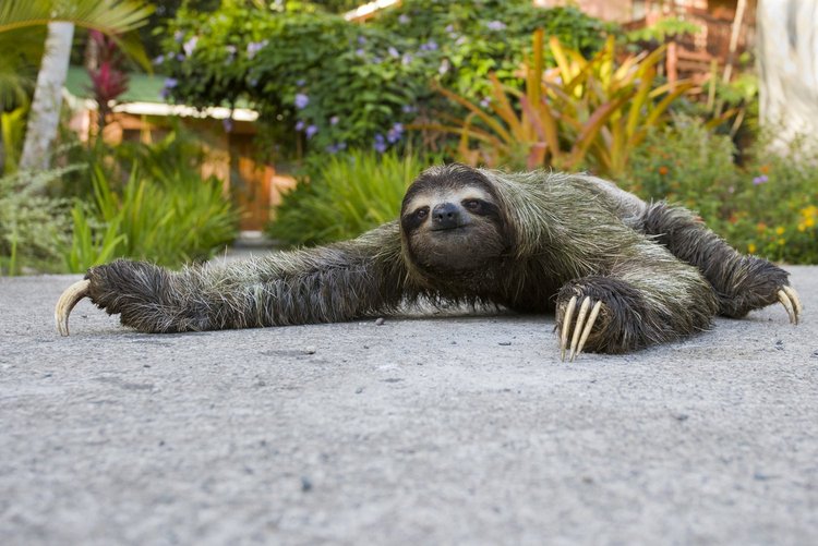 The Great Sloth Census | Support Sloth Conservation Today — The Sloth ...