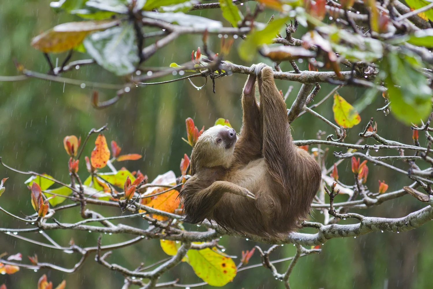 Sloth Science & Research | Join Conservation Efforts Today — The Sloth ...