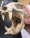 Why Sloths Do Not Make Good Pets — The Sloth Conservation Foundation