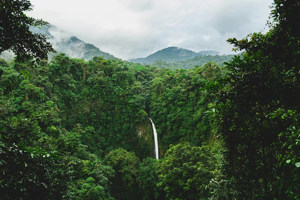 Why Sloths? | Support Sloth Conservation Today — The Sloth Conservation ...