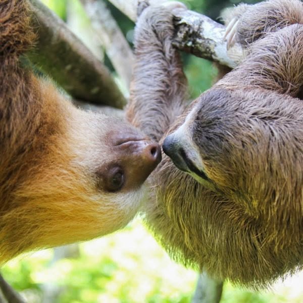 The SlothOpedia | Discover & Support Sloth Conservation — The Sloth ...