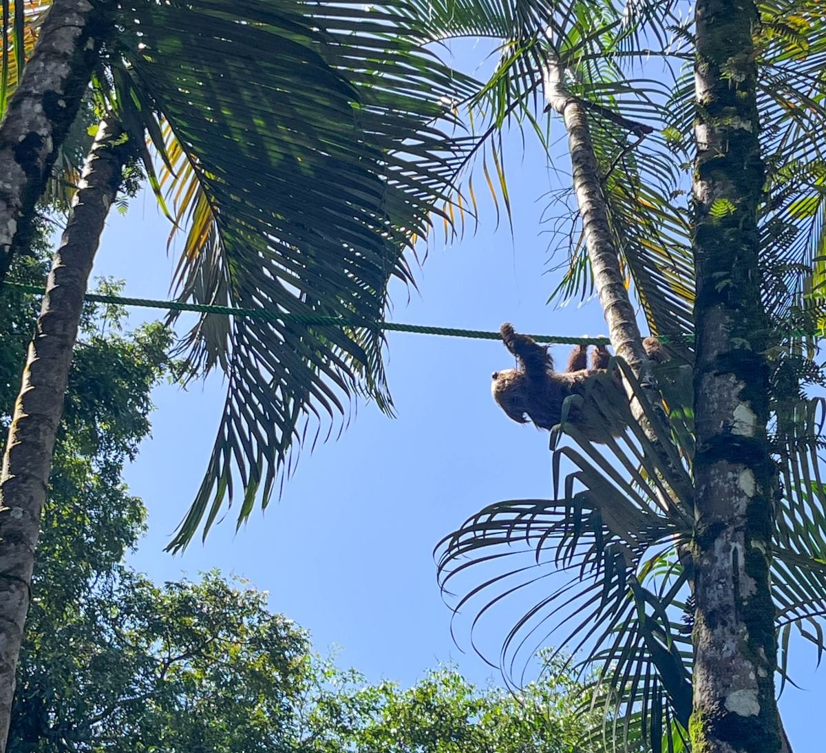 Tango Uses Tiki’s Bridge | January ‘26 — The Sloth Conservation Foundation