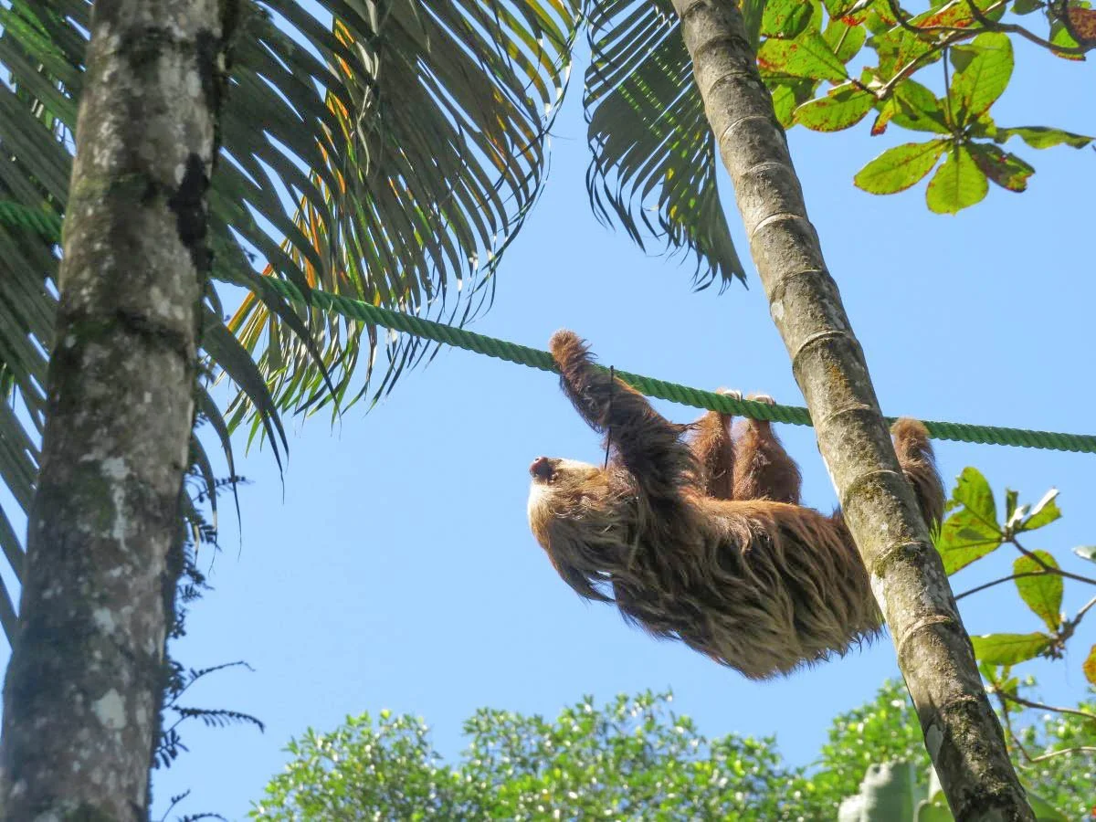 Tango Uses Tiki’s Bridge | January ‘26 — The Sloth Conservation Foundation