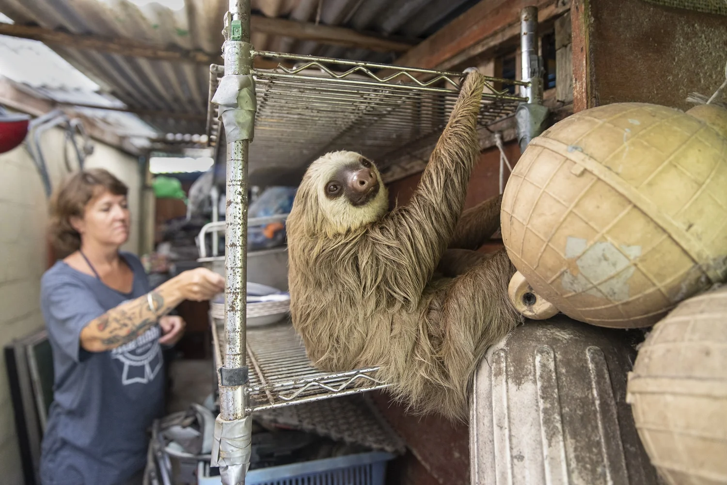 Our Story | Join Conservation Efforts Now — The Sloth Conservation ...