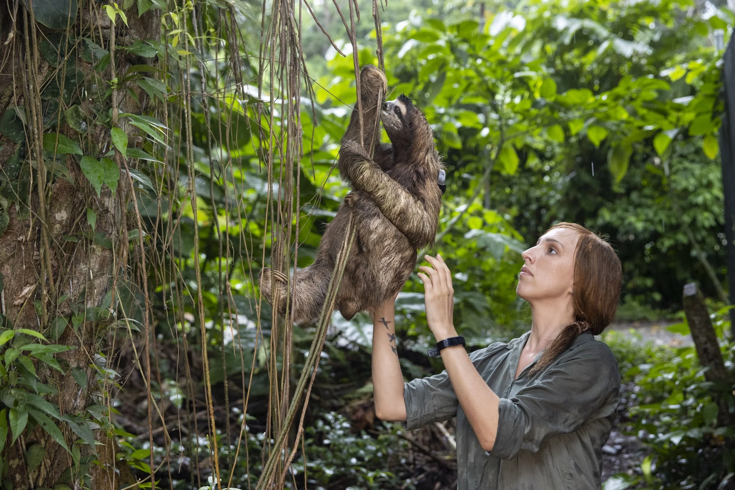 Our Story | Join Conservation Efforts Now — The Sloth Conservation ...