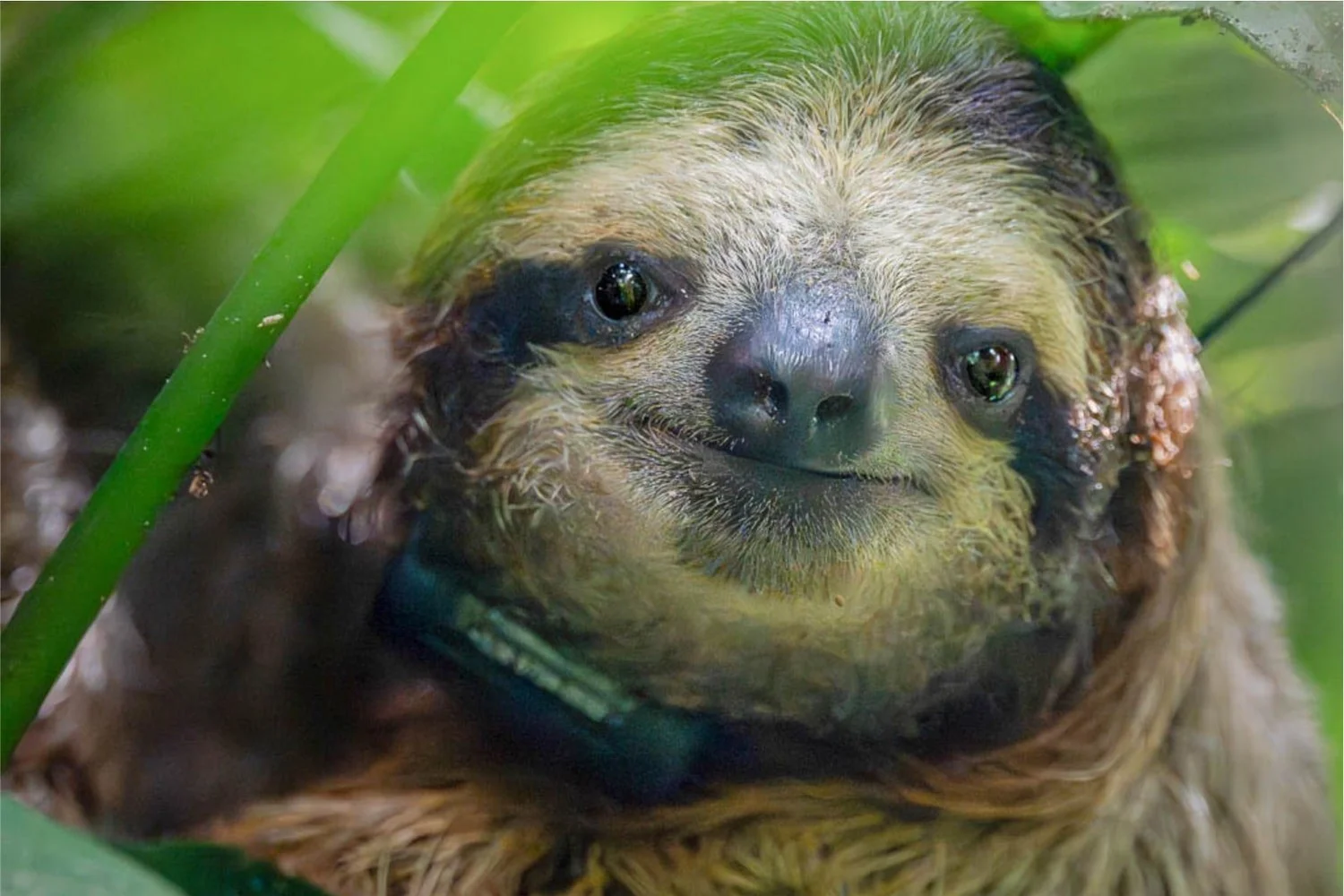 Adopt a Sloth — The Sloth Conservation Foundation
