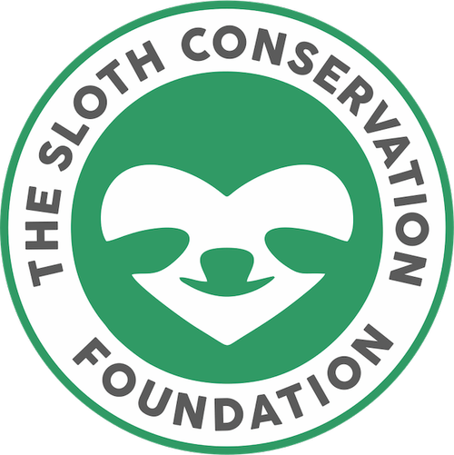 Sloth Versus Slow Loris — The Sloth Conservation Foundation