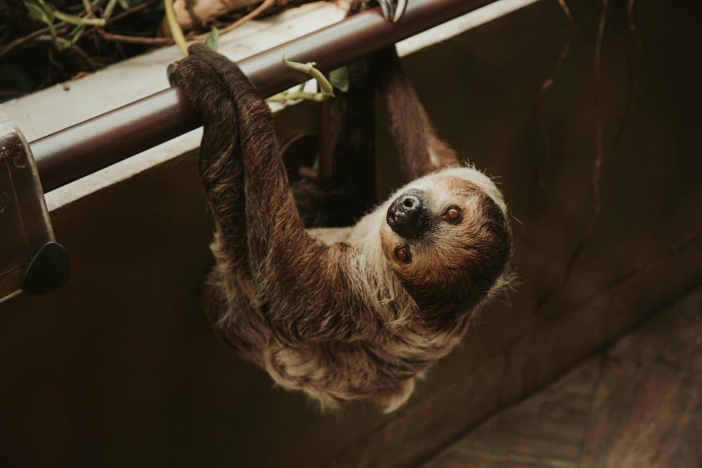 Sloth World Orlando and the Slotharium: Conservation or Captive ...