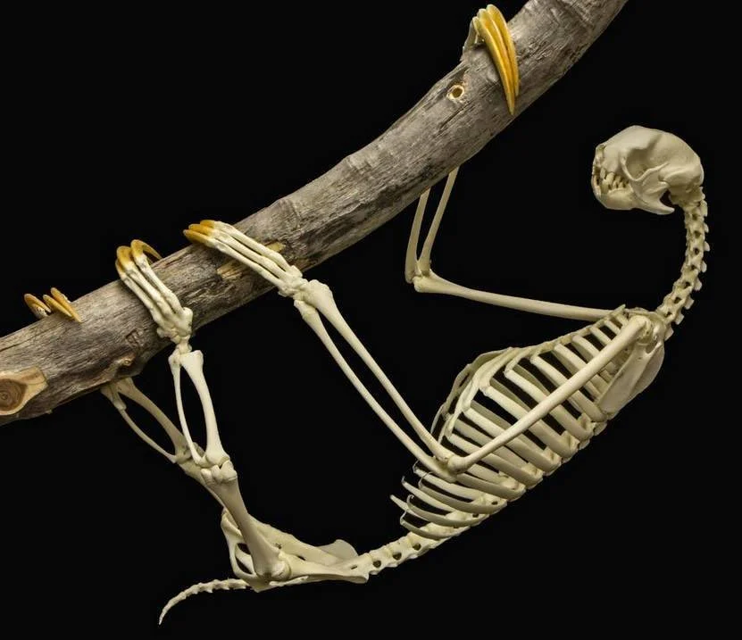8 Facts You (probably) Didn't Know About Sloths' anatomy — The Sloth ...