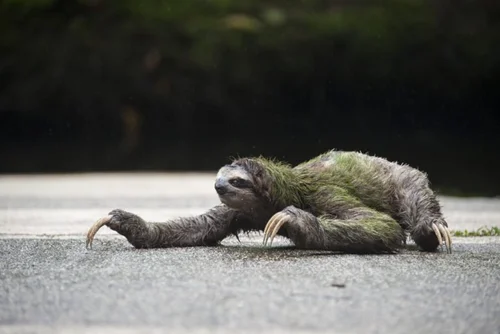 8 Facts You (probably) Didn't Know About Sloths' anatomy — The Sloth ...