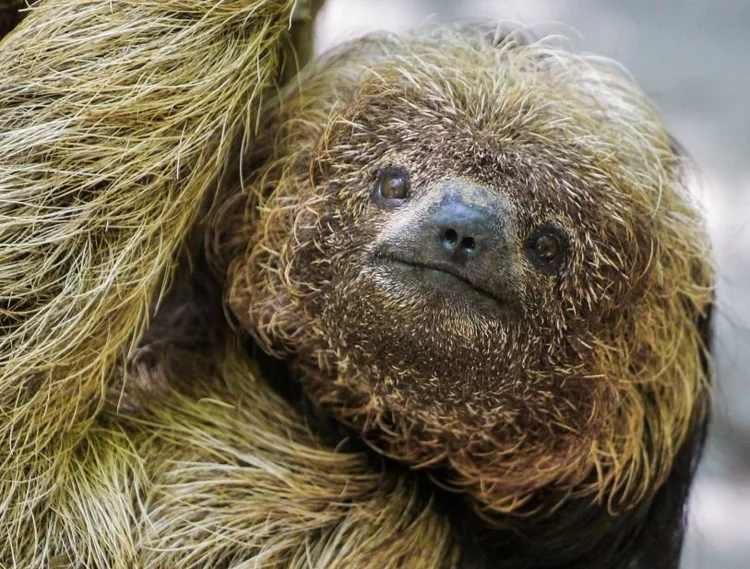 Sloth Versus Koala — The Sloth Conservation Foundation