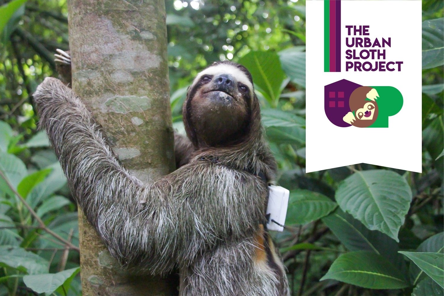 Our Work | Join Conservation Efforts Today — The Sloth Conservation ...