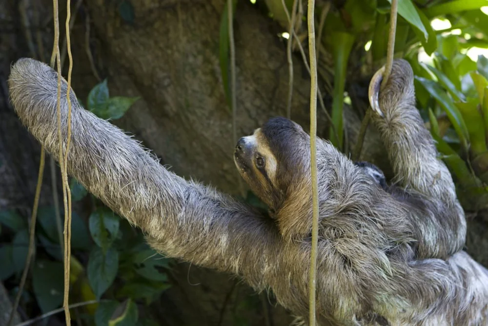 Do you think you are stronger than a sloth? | Sloth Muscles and ...