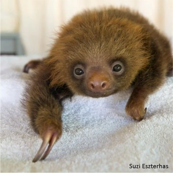 The SlothOpedia | Discover & Support Sloth Conservation — The Sloth ...