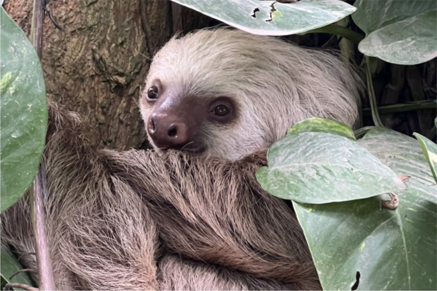 Adopt a Sloth — The Sloth Conservation Foundation