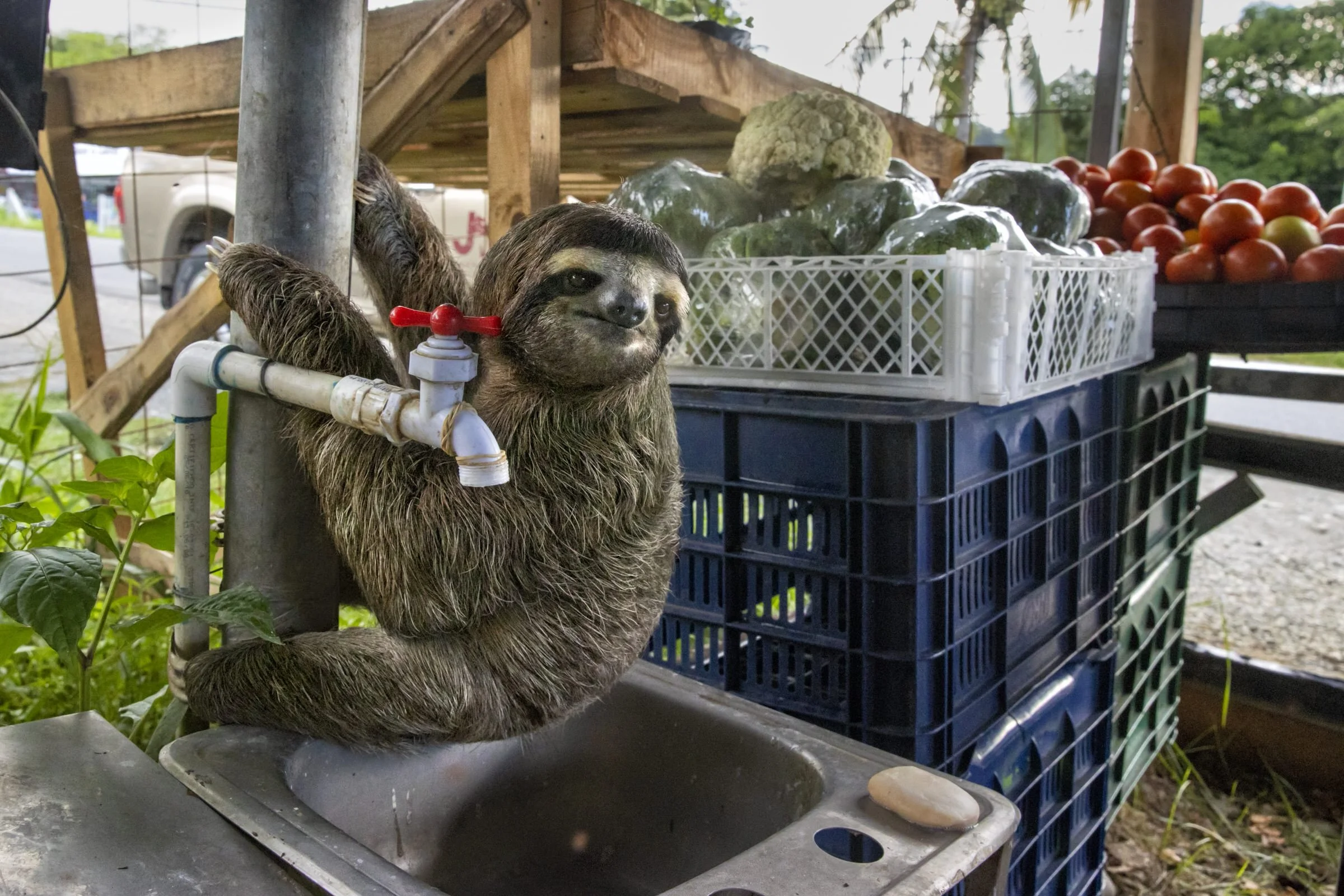 Our Story | Join Conservation Efforts Now — The Sloth Conservation ...