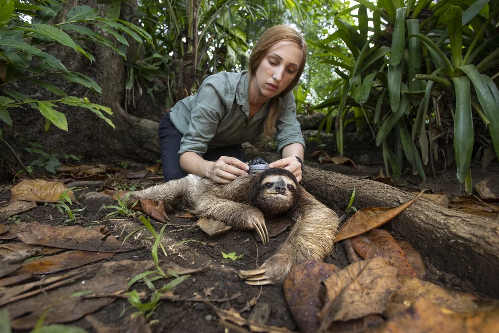 Our Work | Join Conservation Efforts Today — The Sloth Conservation ...