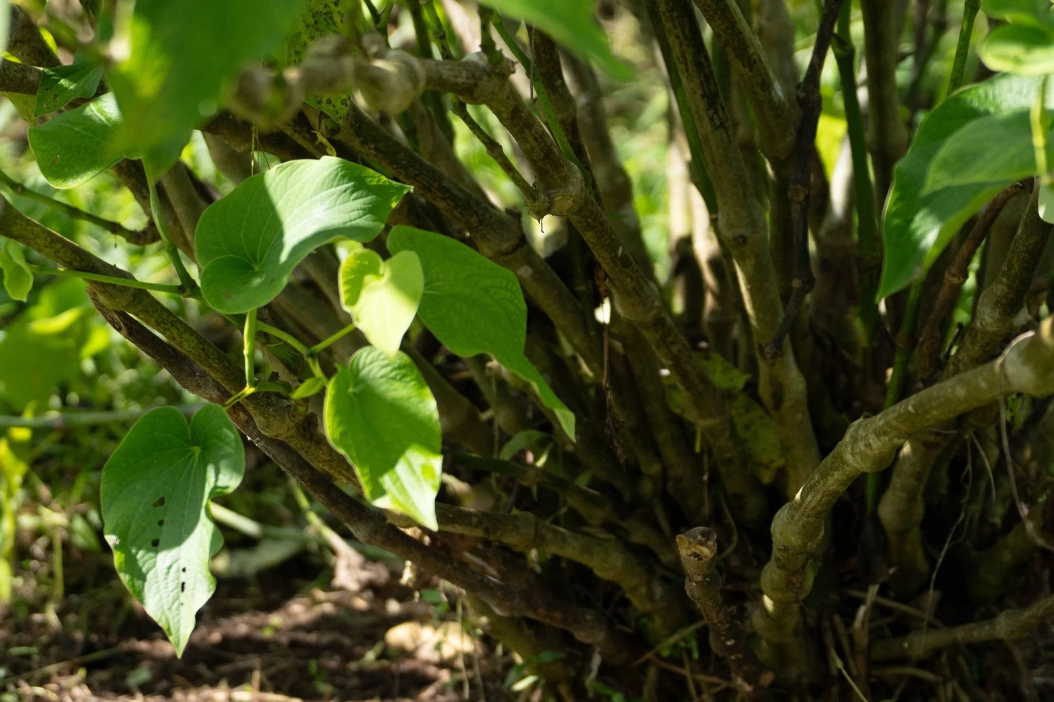 The Science Behind Kava — UK Kava Coalition