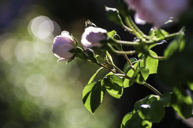 Edna Walling Garden | Explore Garden Beauty Today — Markdale Station