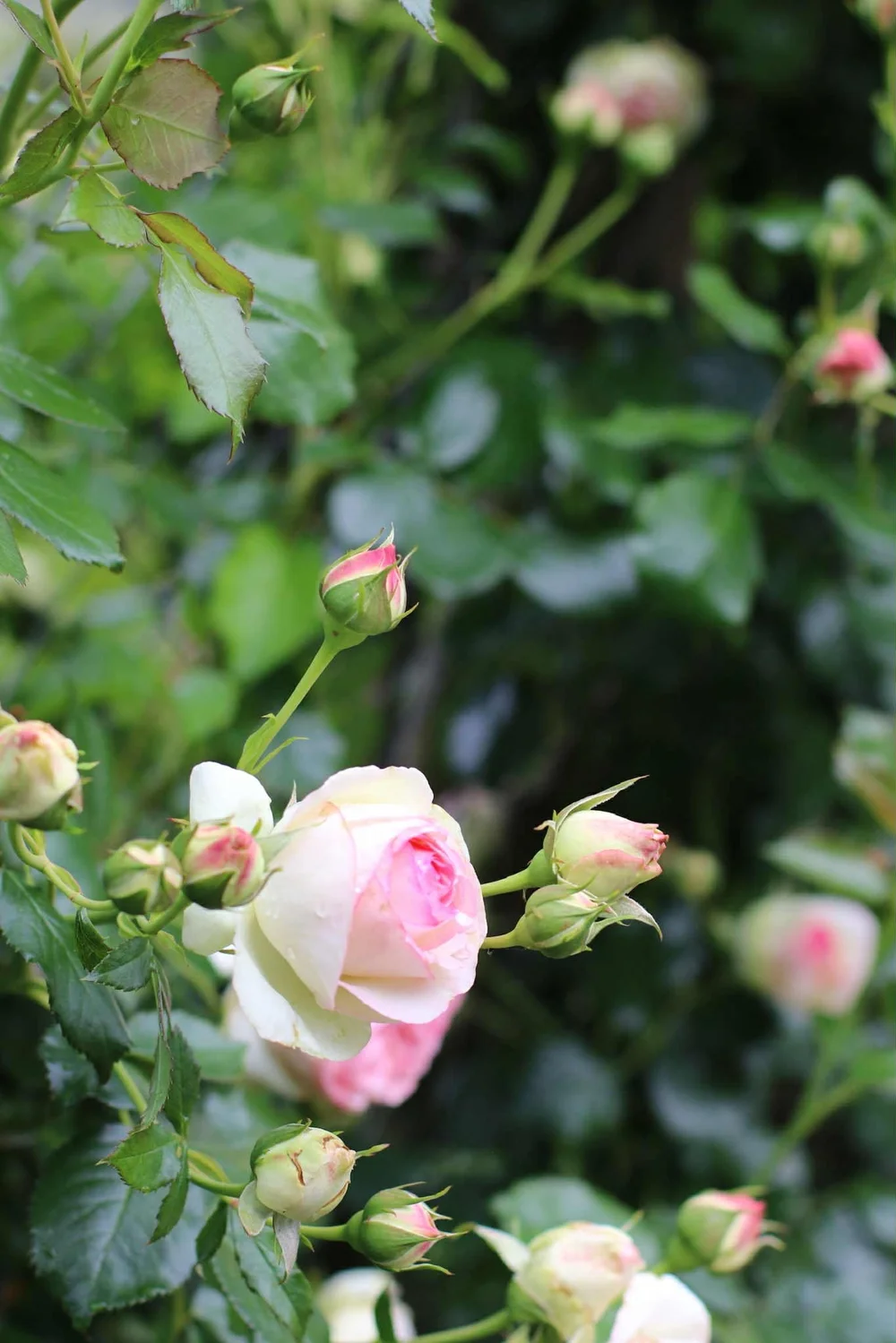 Edna Walling Garden | Explore Garden Beauty Today — Markdale Station
