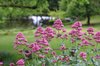 Edna Walling Garden | Explore Garden Beauty Today — Markdale Station