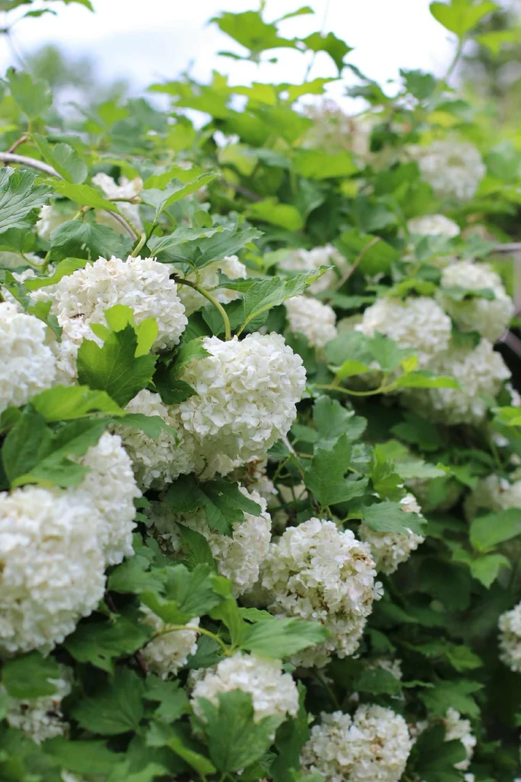 Edna Walling Garden | Explore Garden Beauty Today — Markdale Station