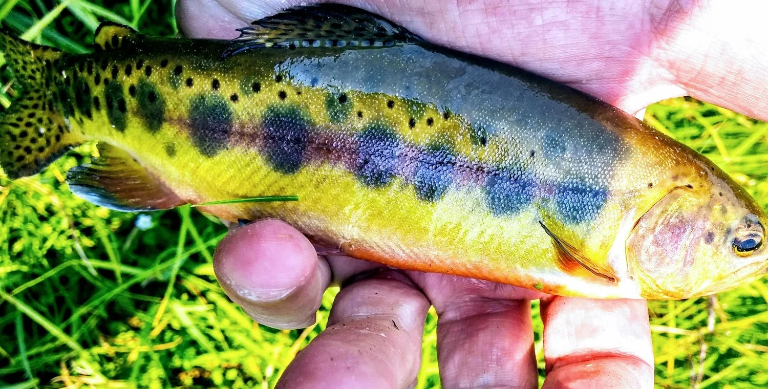 Golden Trout of California — Vagabond Outdoorsman