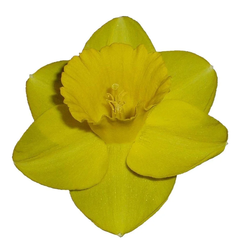 Daffodils Australia